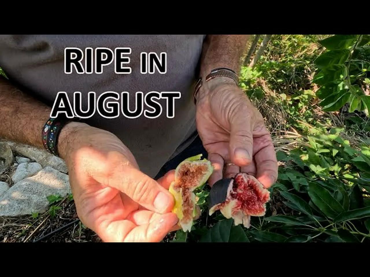 August in Jacques' food garden in Southern California