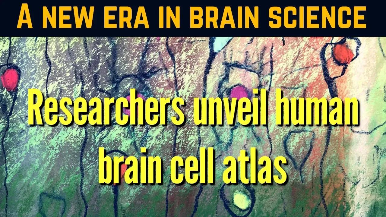 Researchers unveil human brain cell atlas