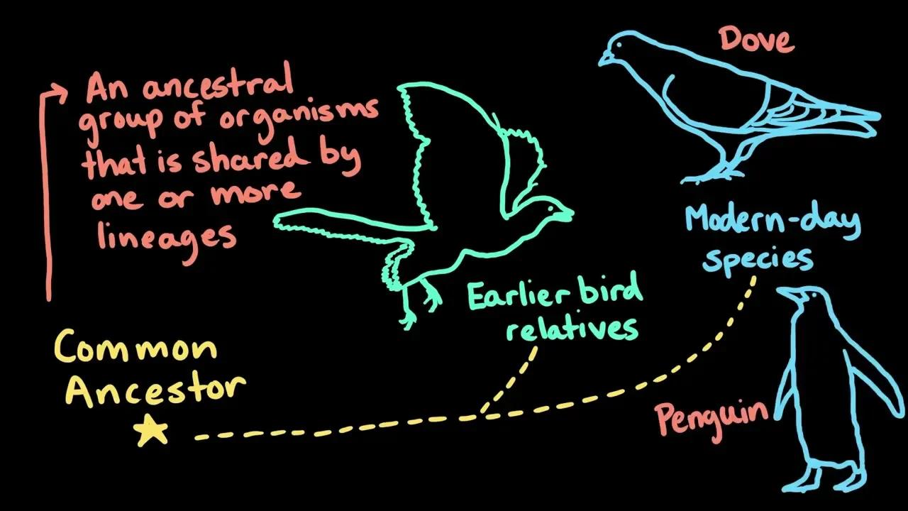 Common ancestry and evolutionary trees | Evolution | Middle school ...