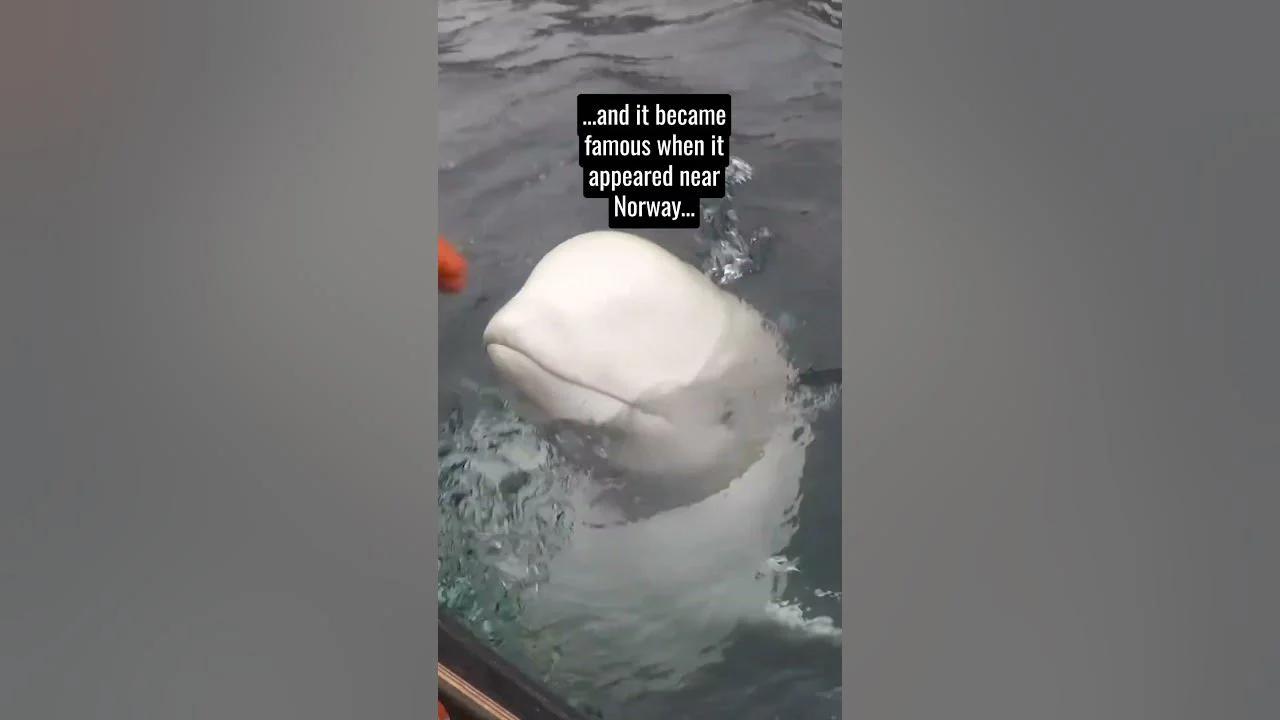Whale Playing Fetch - The Full Story #beluga #whales #whalewatching #whale