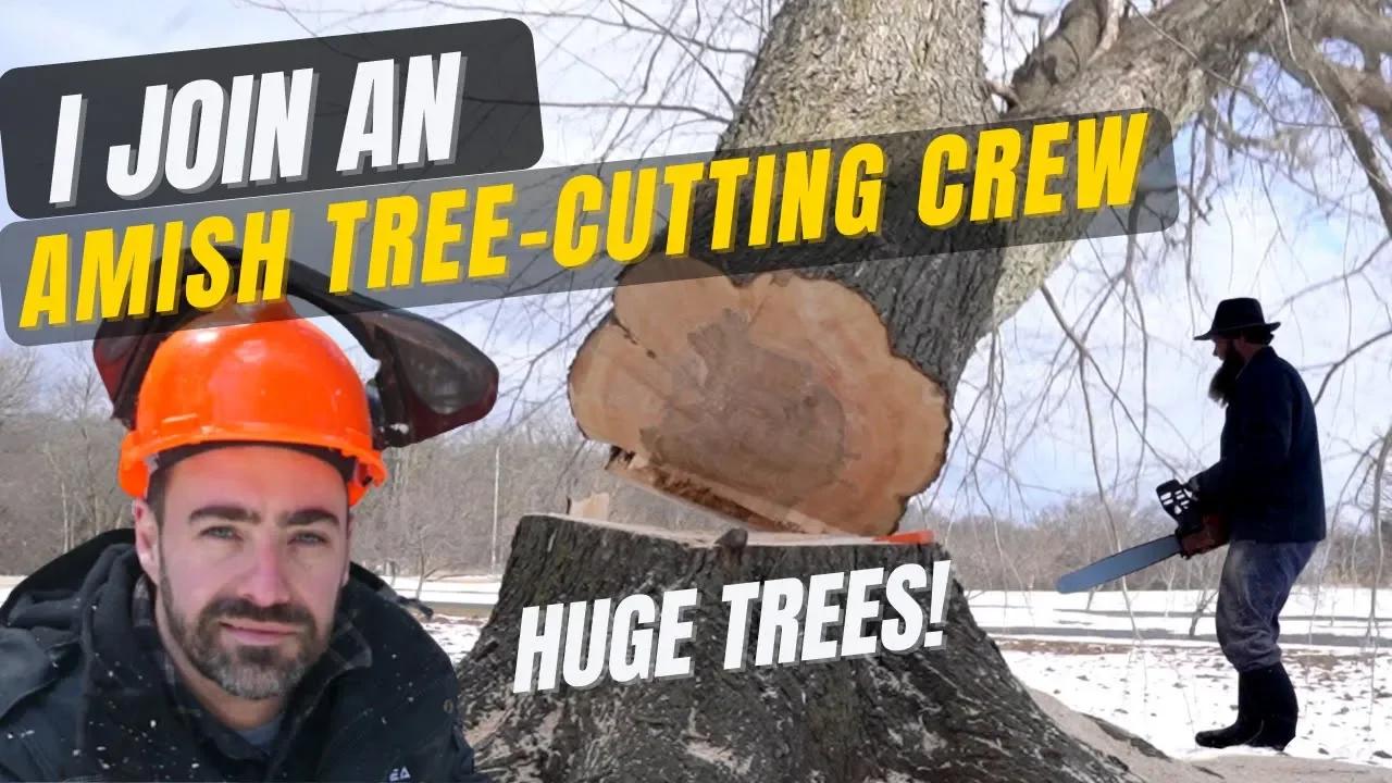 I Join an Amish Tree Cutting Crew! Felling HUGE Trees!