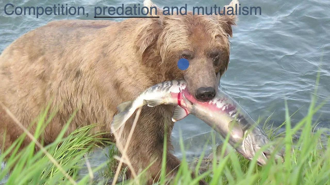 Competition, predation, and mutualism | Middle school biology | Khan ...