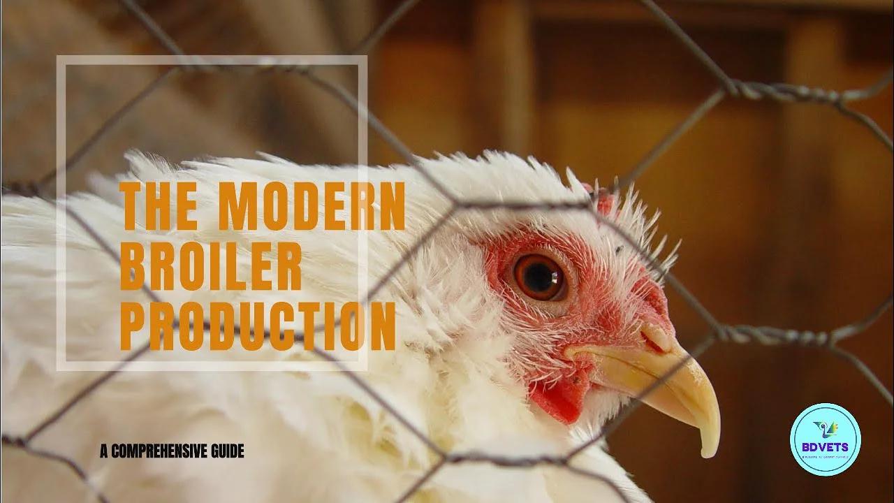 The Modern Broiler Production: A Comprehensive Guide