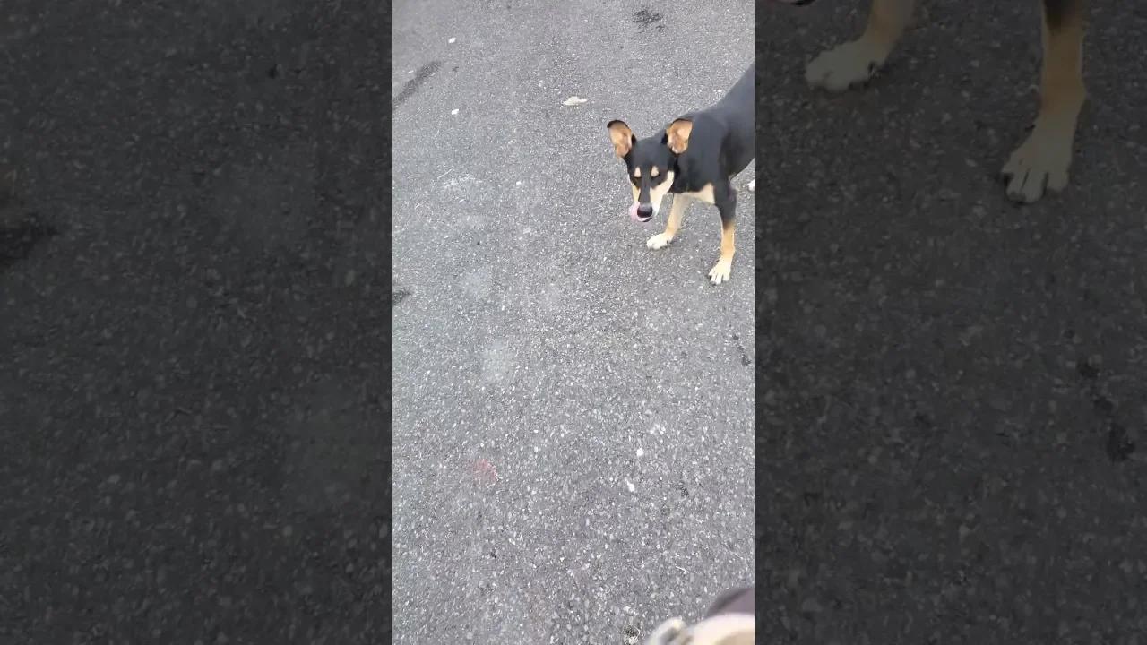 El perro que come pan con queso 😂#dog #food