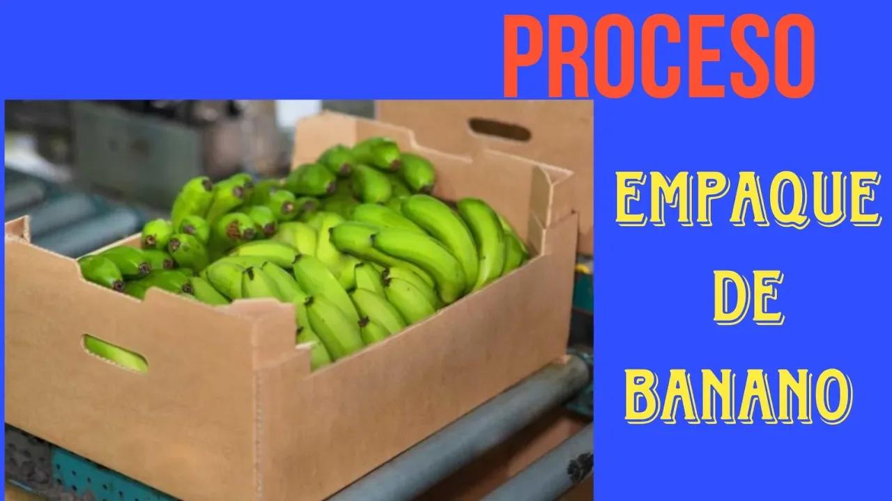 proceso de empaque de banano para exportacion babana agricultura