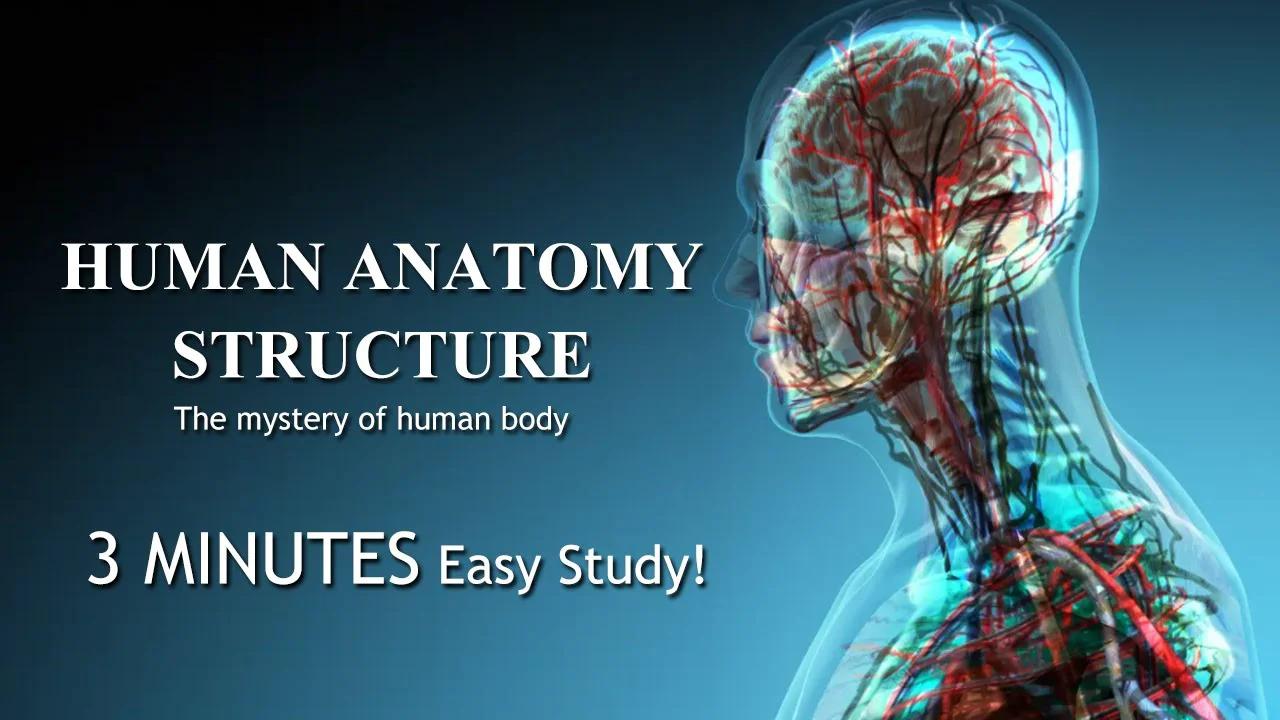 The Human Anatomy Structure | 3 minutes learn Human anatomy structure ...