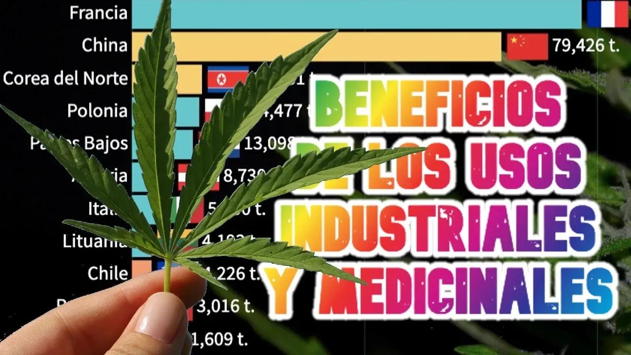 El CAÑAMO: La planta milagrosa que está revolucionando el mundo