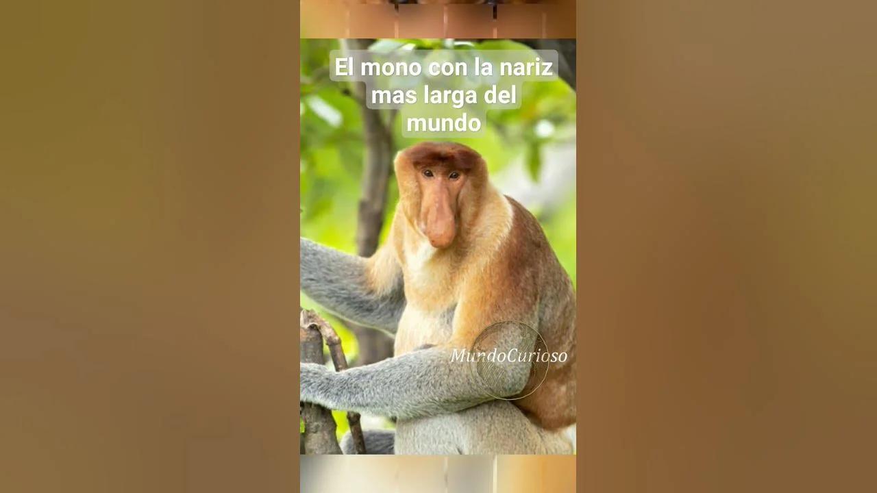 te presento al mono narigudo. #curiosidades #animales #shorts #viral # ...