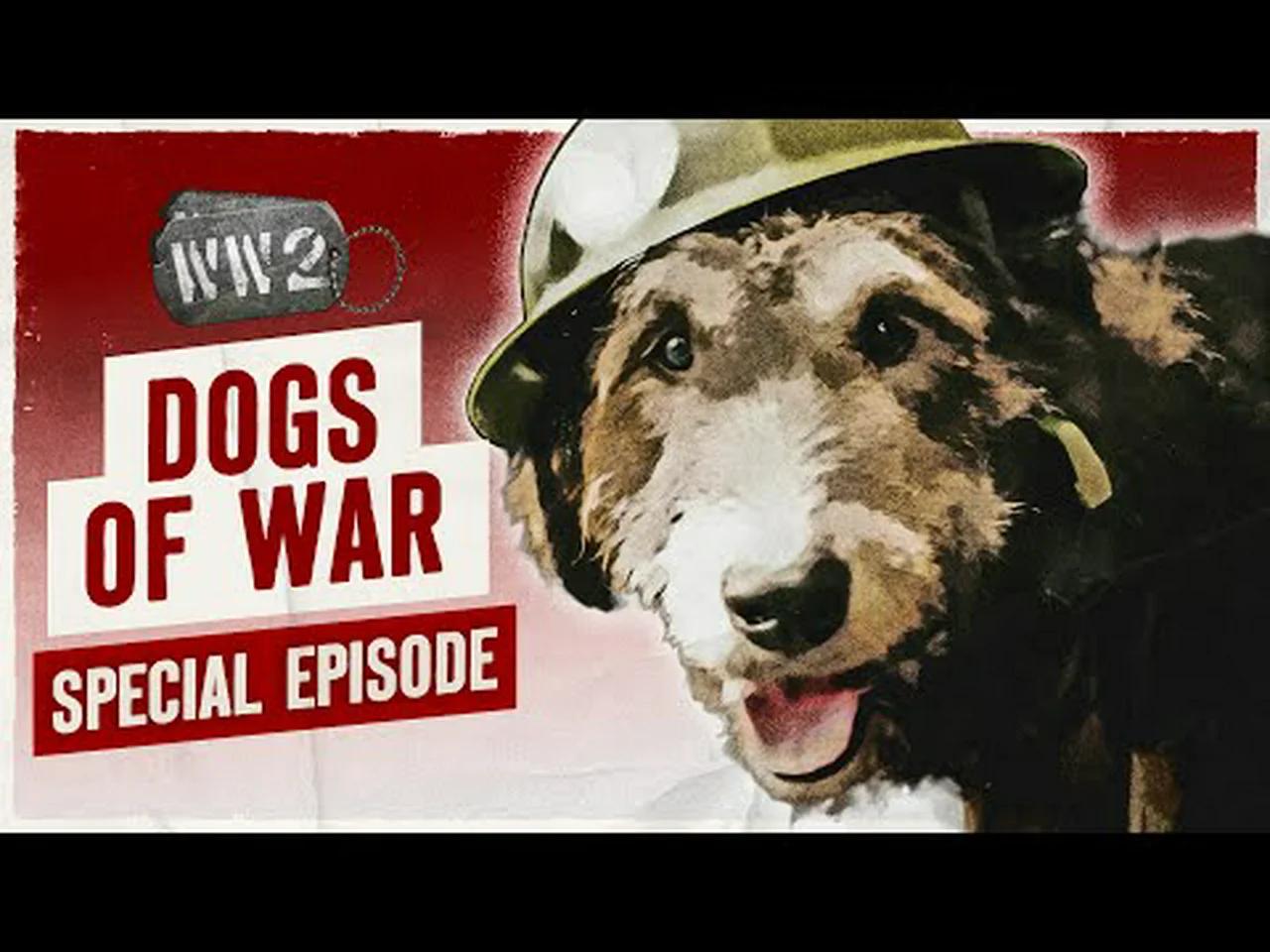 The Combat Dogs of World War Two - WW2 Special