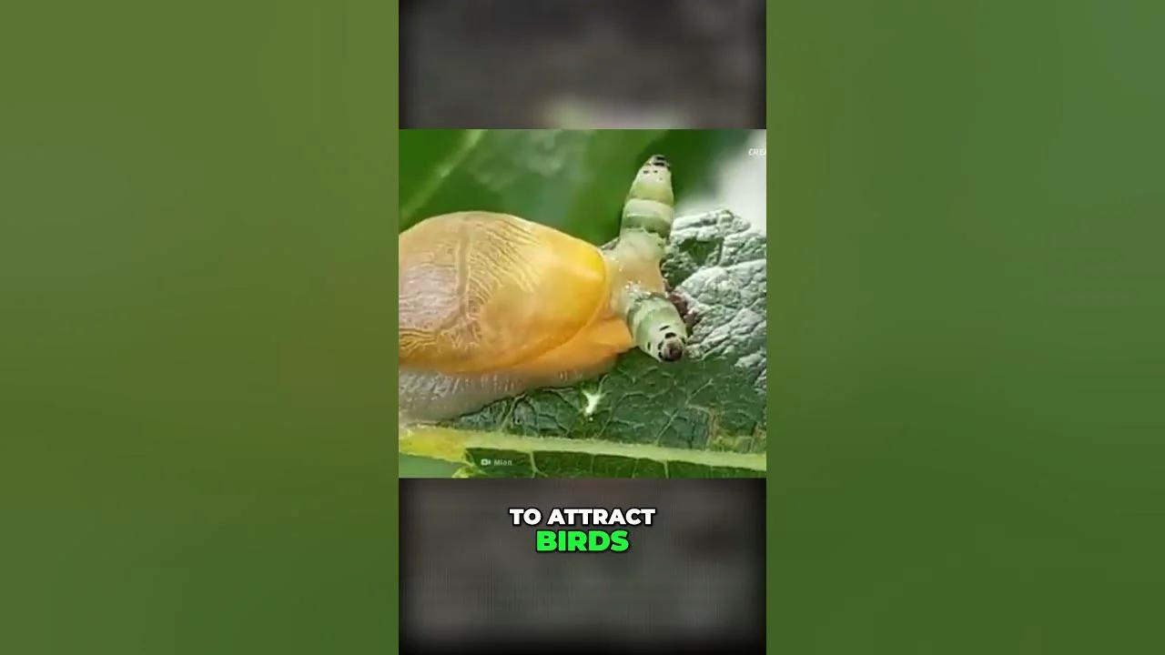 Zombie Snails - How Parasites Hijack Their Brains
