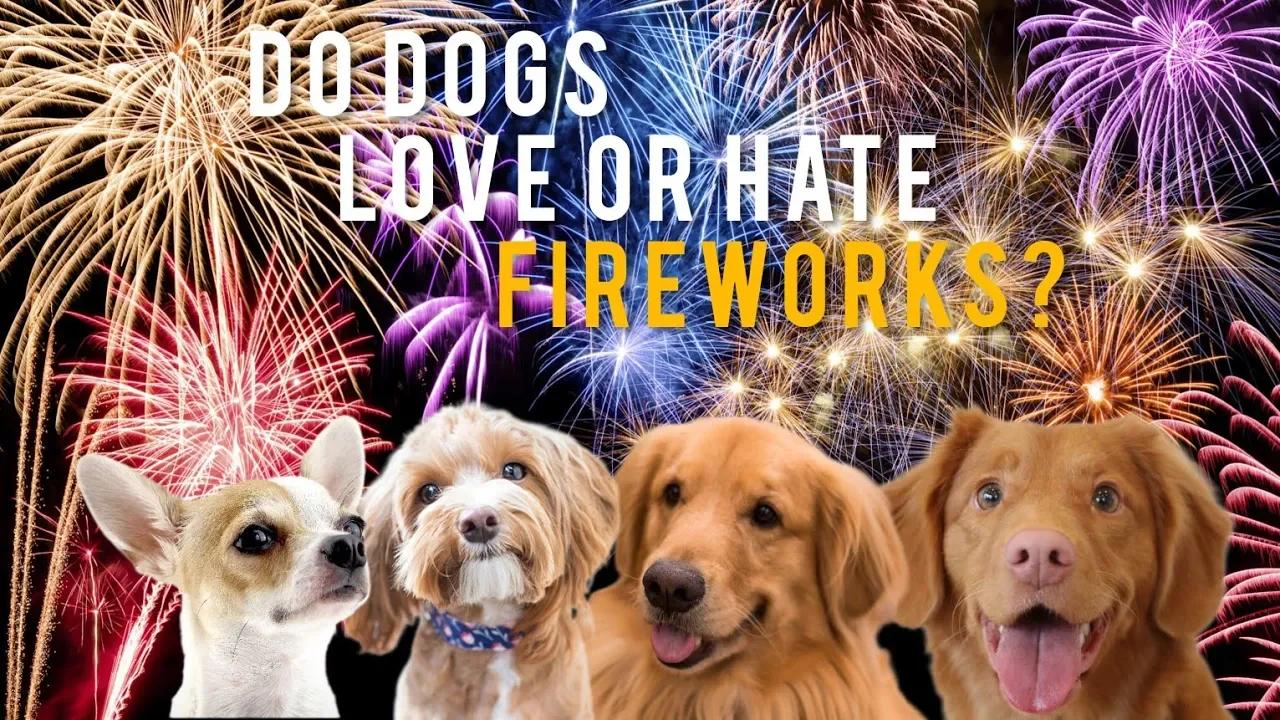 Do Dogs LOVE or HATE Fireworks? Chrissie Mayr Discusses the 4th Of July ...