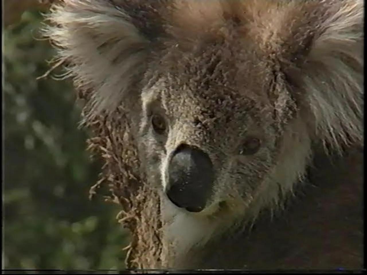 DOCUMENTARY #59 - SEARCH FOR AUSTRALIA'S MOST SECRET ANIMAL