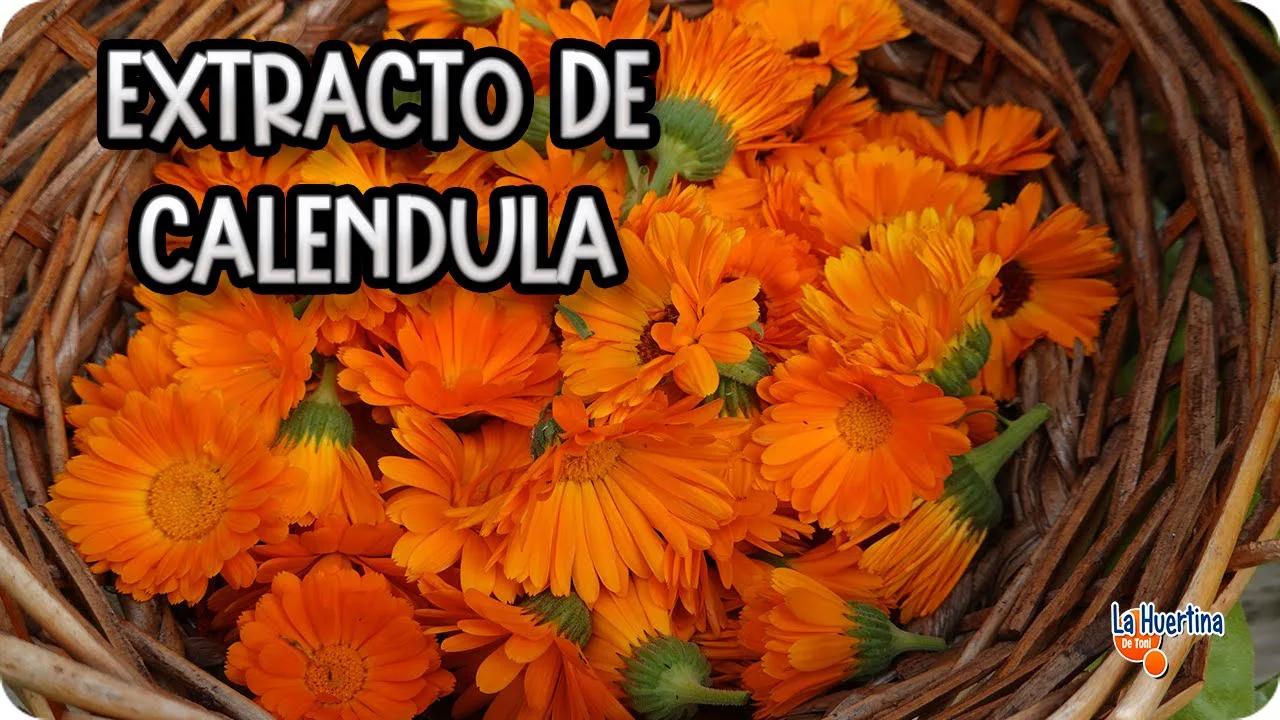 Extracto De Caléndula : Elixir Mágico para crecimiento explosivo en tu ...