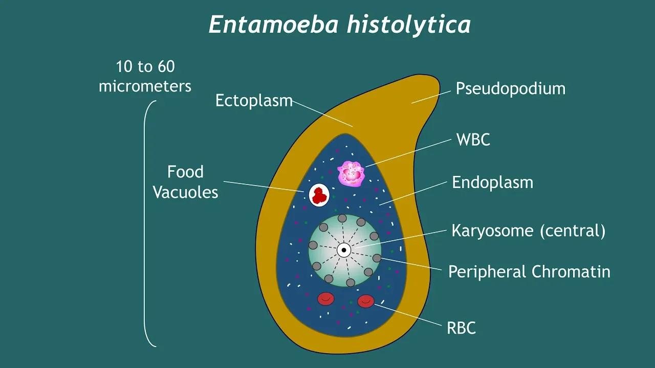 Entamoeba histolytica Notes | Basic Science Series