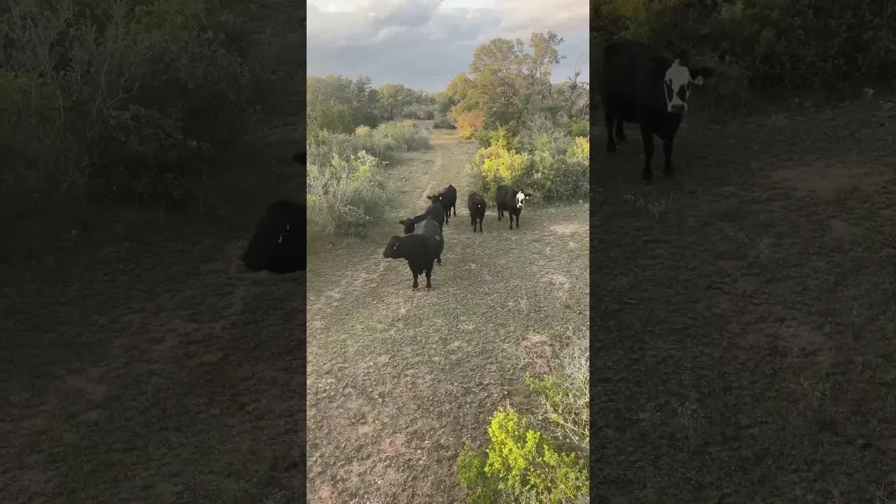 Hunting Cows