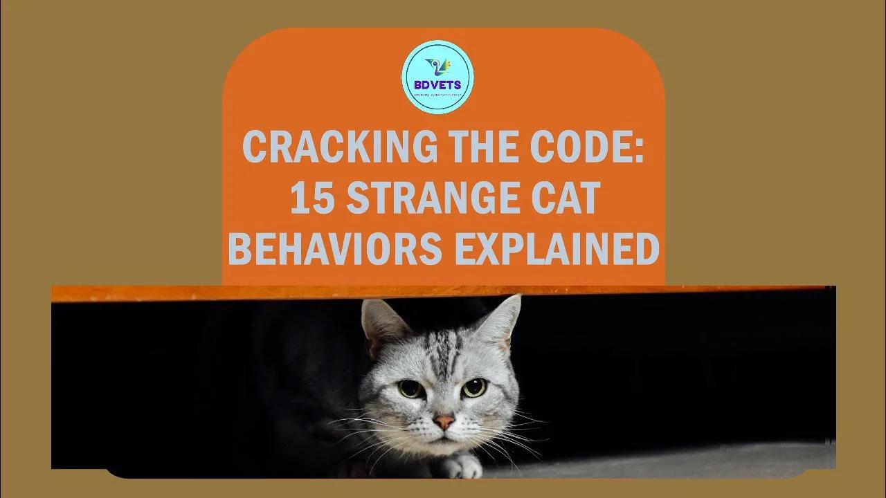 🐱 Decoding Feline Mysteries: 15 Strangest Cat Behaviors Explained 🐾