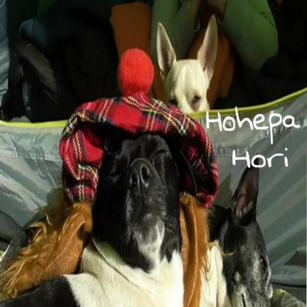 Dan & the Dogs Adventures