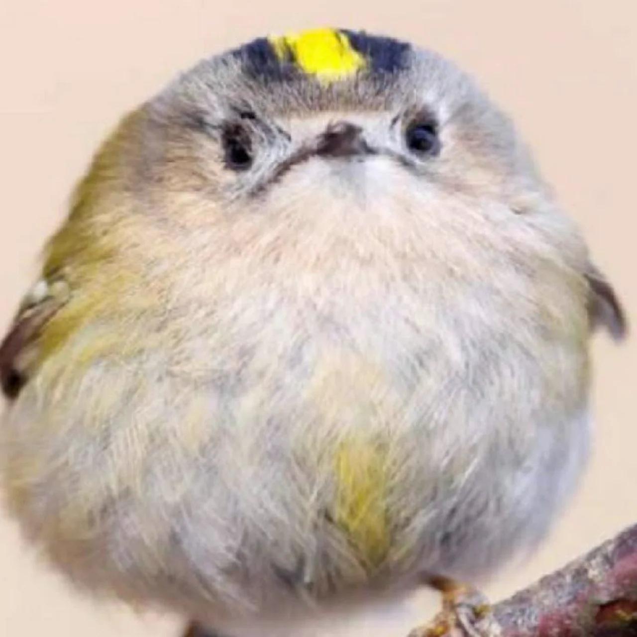 LazyTeka FAT AF GOLD CREST BIRB
