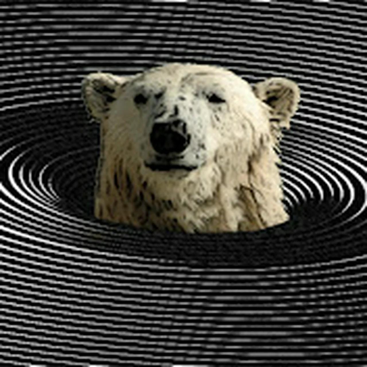Freezing Bear