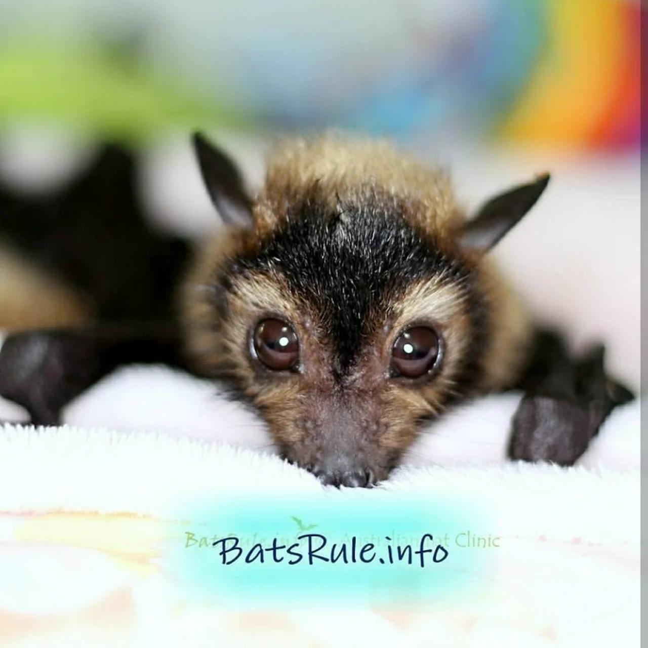 BatsRule! Megabats Microbats
