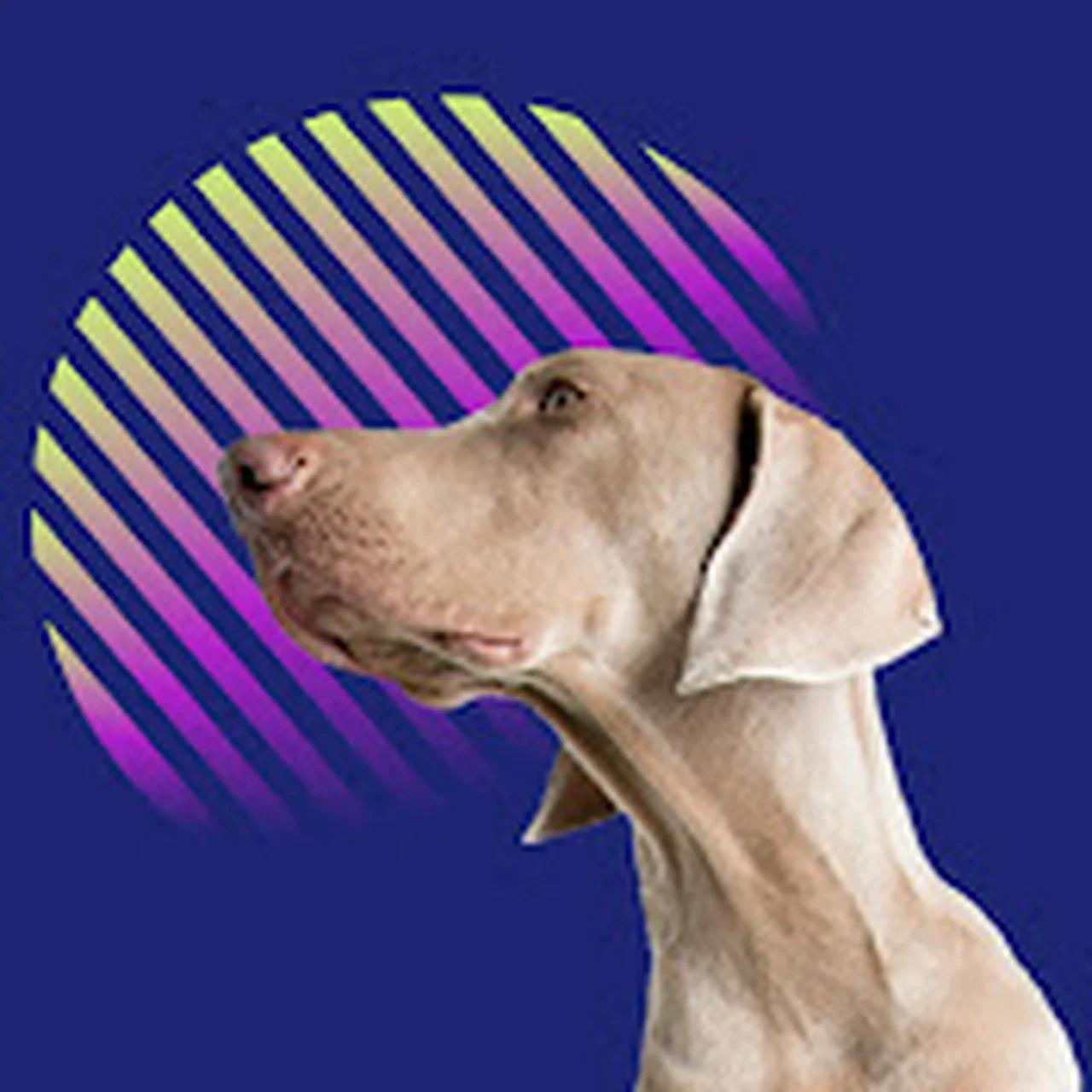 De Mala e Dog - Uma aventura na Europa