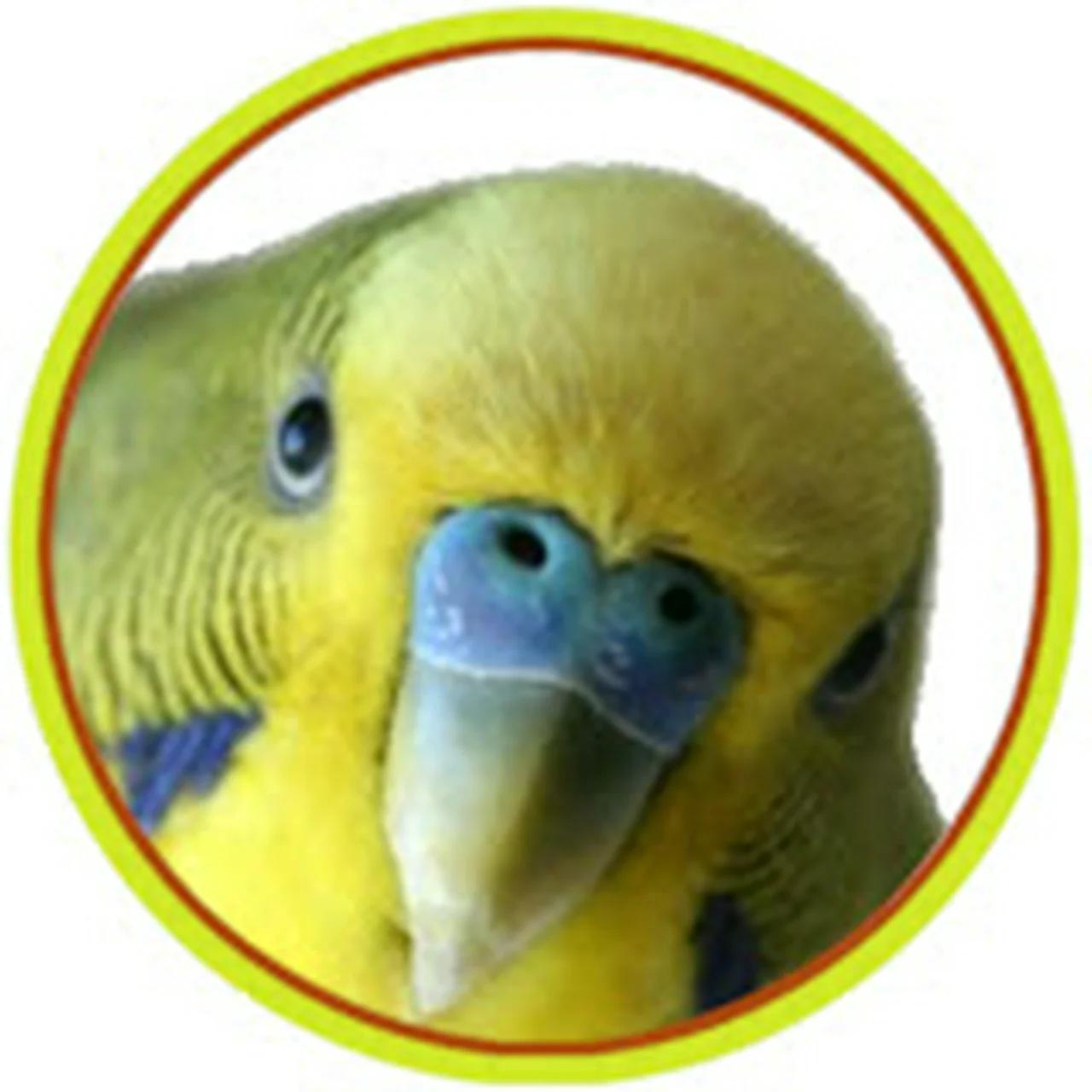 Chatolandia o SuperChatinho