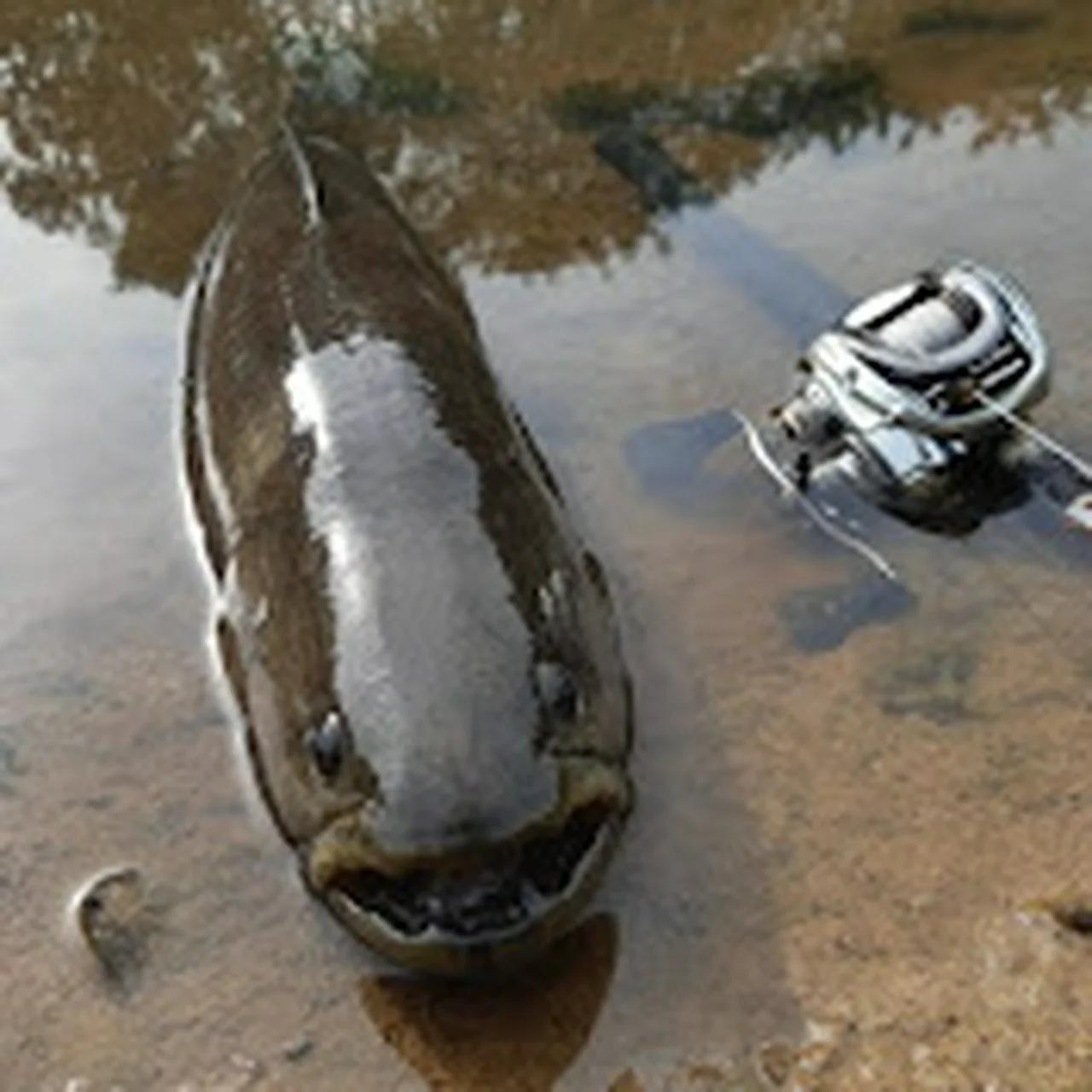 Anderson Divifish_Big