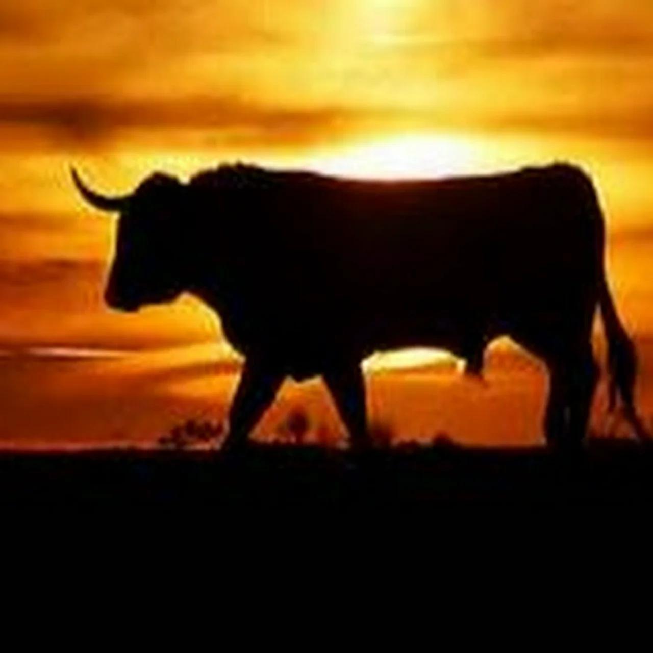 Late Night With Bull