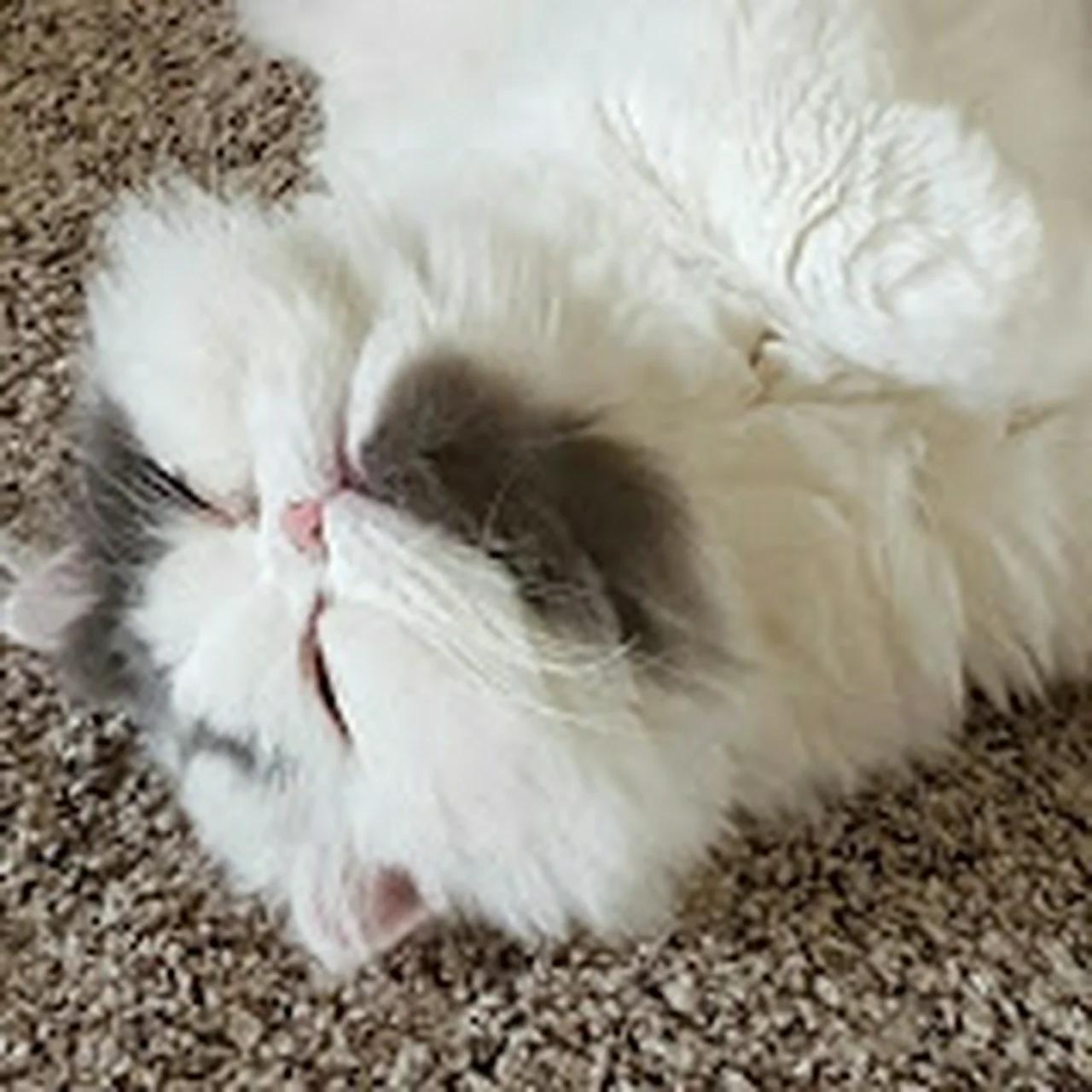 Crafty Cat