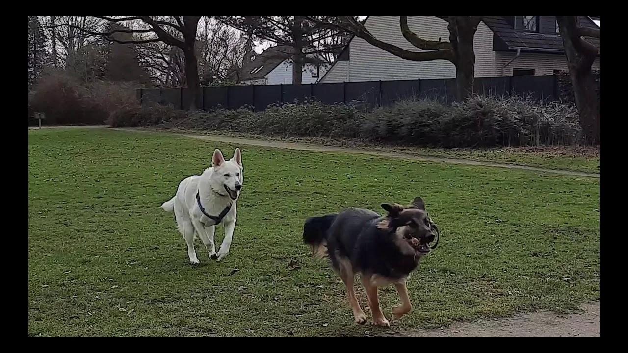 Today with Ghost, a white German Shepherd