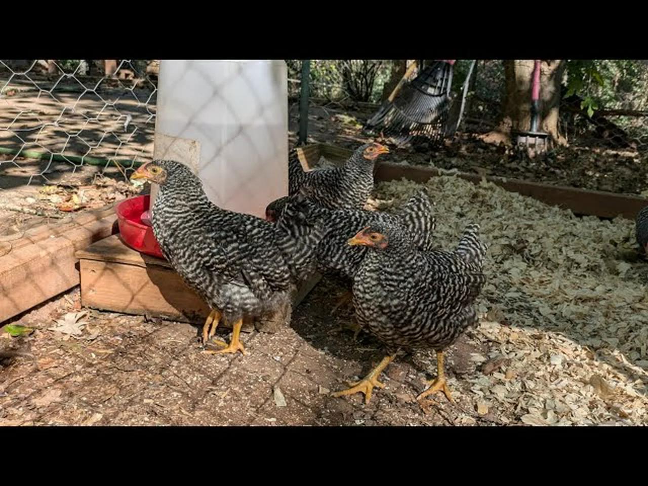 Adding 7 Plymouth Rock Pullets To The Flock