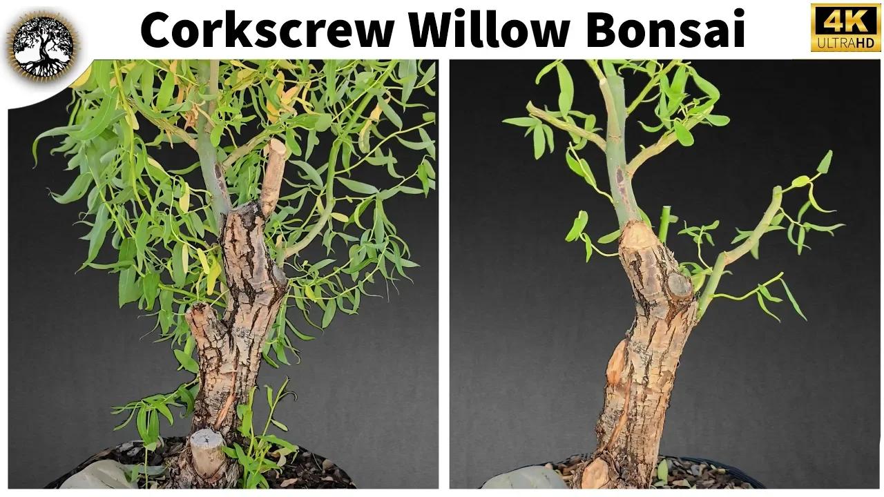 Corkscrew Willow Bonsai
