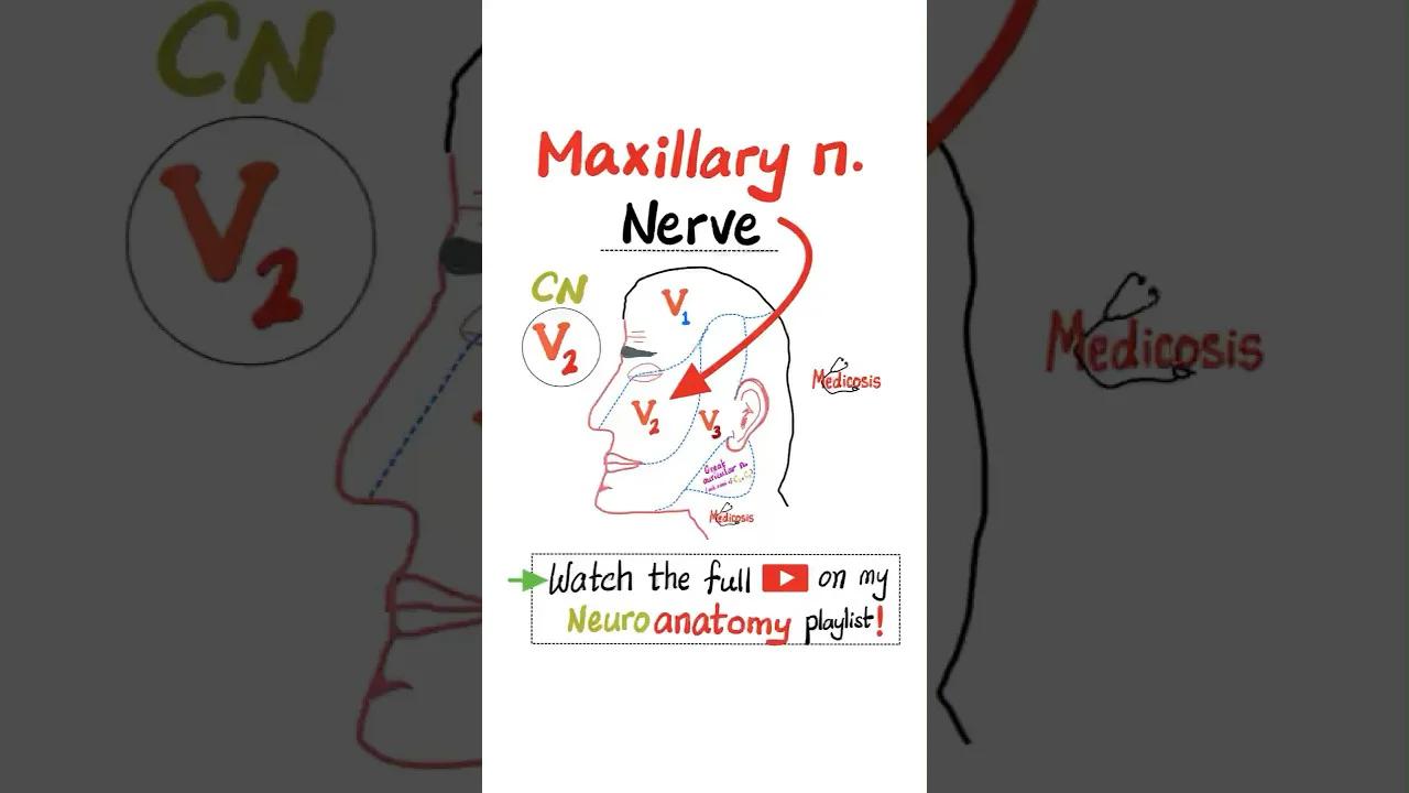 Maxillary nerve (V2) - Sensory - Cranial Nerve 5 (Trigeminal nerve)…# ...