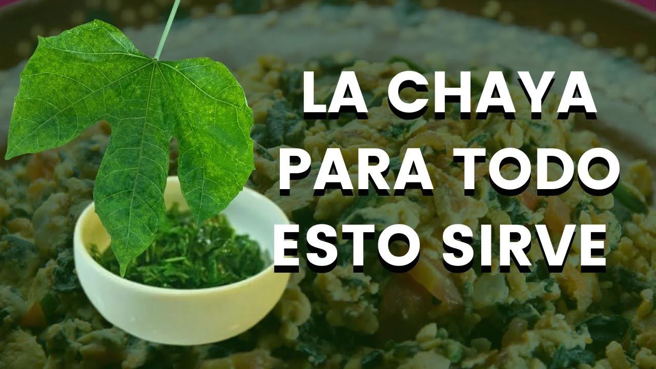 Todos Los Beneficios De La Chaya Propiedades Nutricionales De La Hoja ...