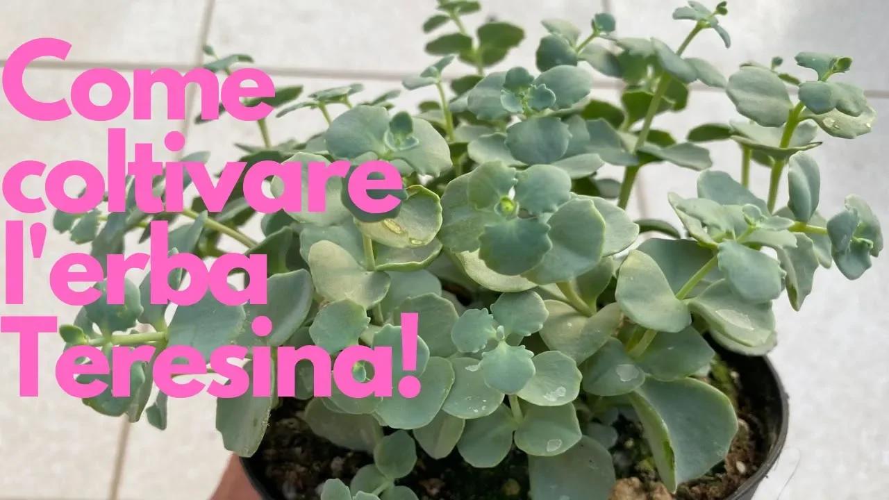 Erba Teresina: come coltivare la famosa pianta grassa! (Sedum sieboldii)