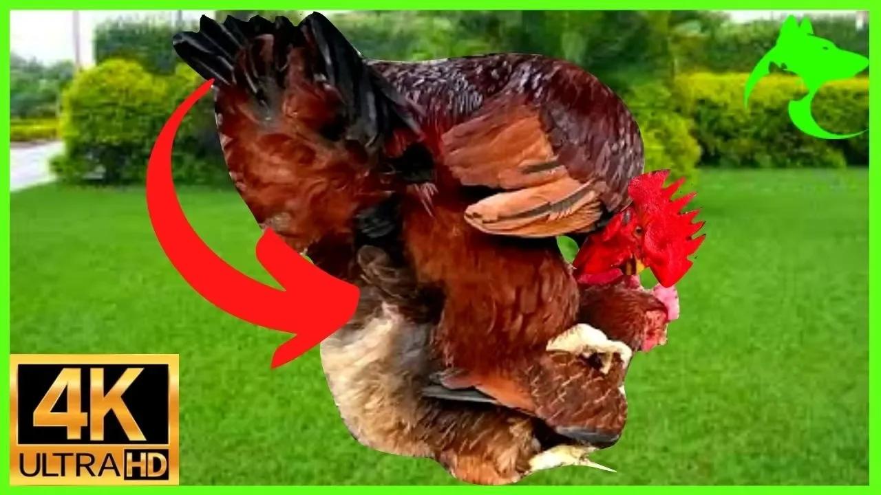Galinha Rhodia /a melhor galinha poedeira vermelha do mundo (CHICKEN ...