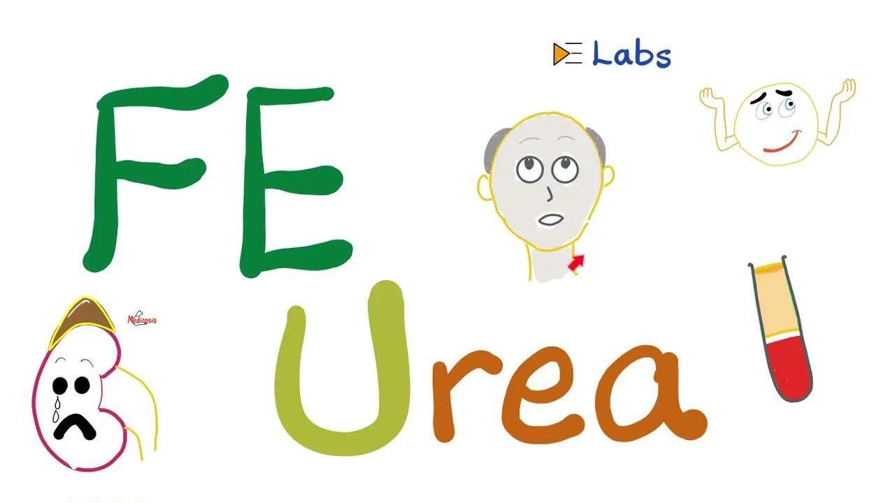 Fractional Excretion of Urea (FEUrea) - Kidney Function Tests ...