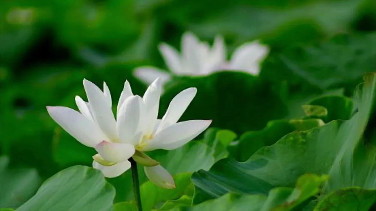 讚佛偈 Praise of The Amitabha Buddha - 法音清流之13 《淨土繫念》🎋 ☁️