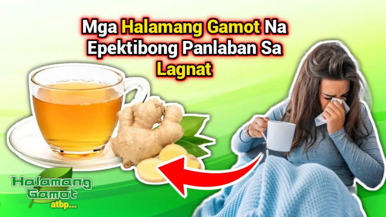 Mga Halamang Gamot Na Epektibong Panlaban Sa Lagnat | Halamang Gamot ATBP