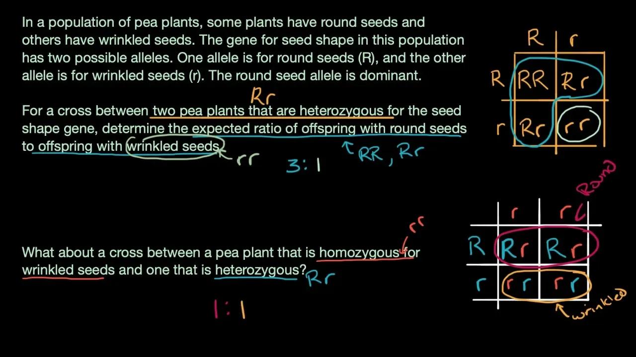 Worked examples: Punnett squares | Inheritance and variation | Middle ...