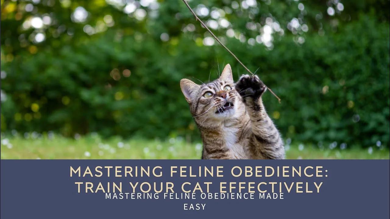 Mastering Feline Obedience: Train Your Cat Effectively