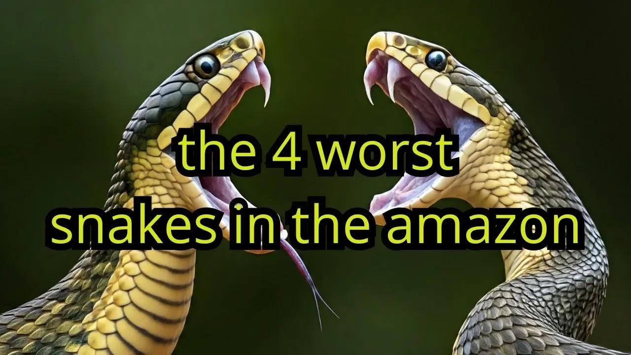 the 4 worst snakes in the amazon| Mysteries of the Amazon