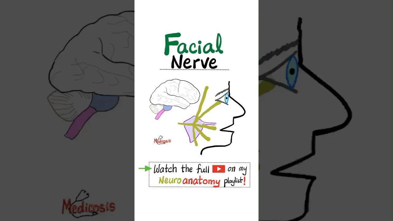 Facial Nerve - 7th Cranial Nerve - CN VII - (Part 2) - Branches ...