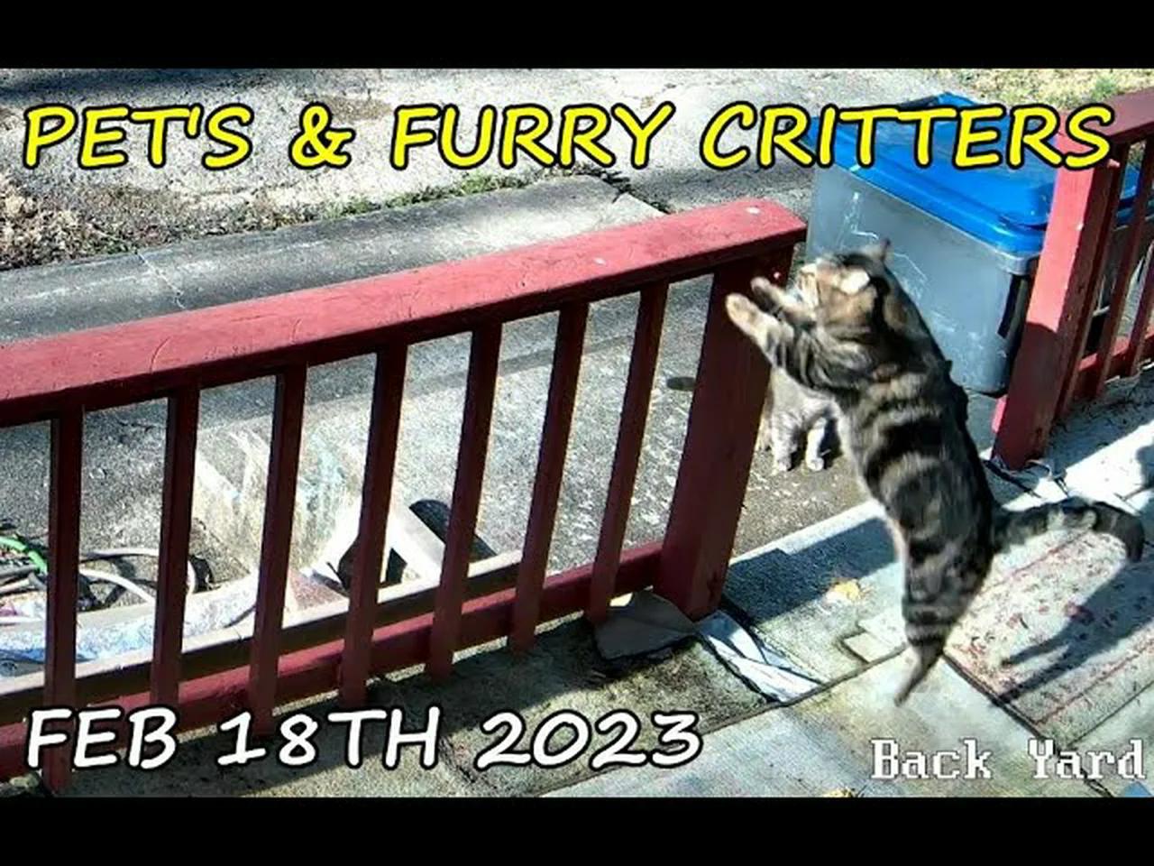 Furry Critters & Pets Feb 18th 2023
