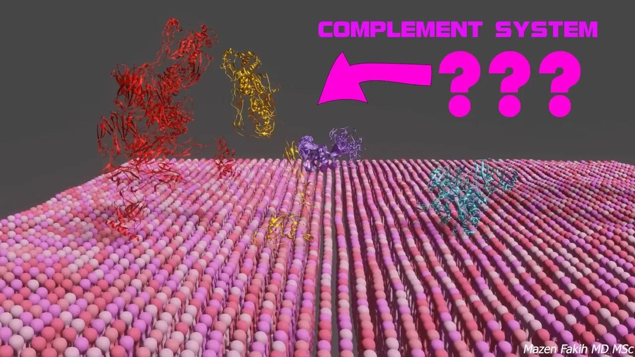 Complement system Blender Animation