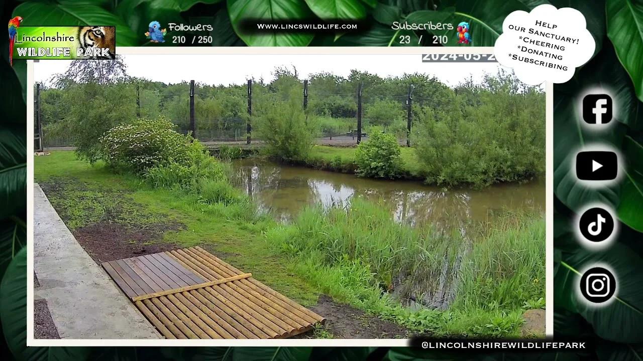 10:10 TIGER TIME | BENGAL TIGER LIVE STREAM | Lincolnshire Wildlife ...