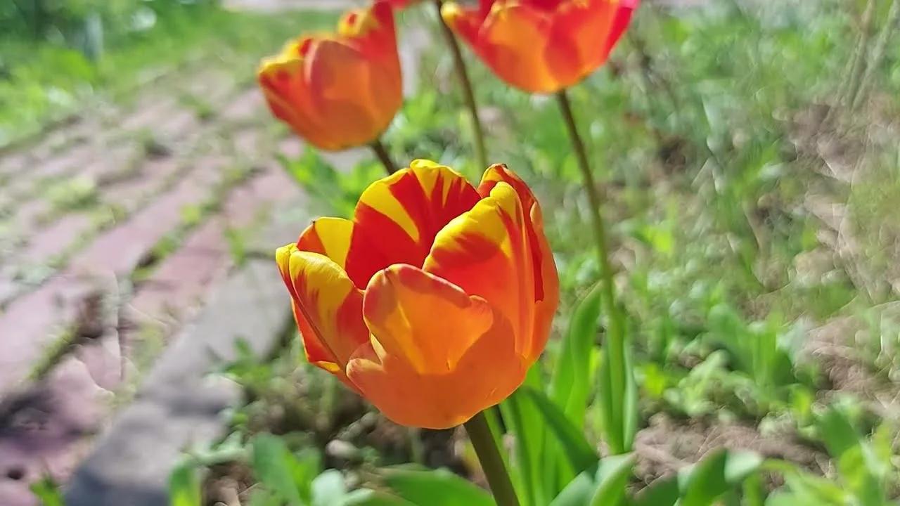 How do tulips multiply?