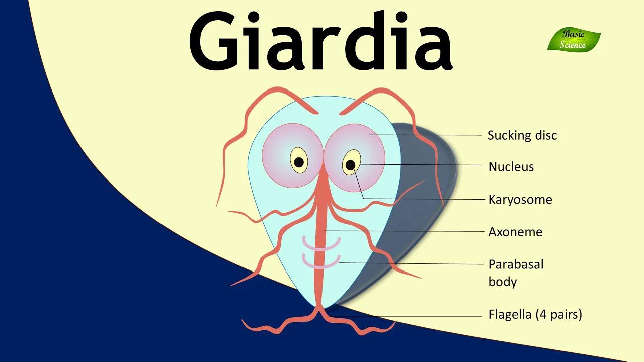 Giardia | Parasite | Structure and Function | Parasitology | Basic ...