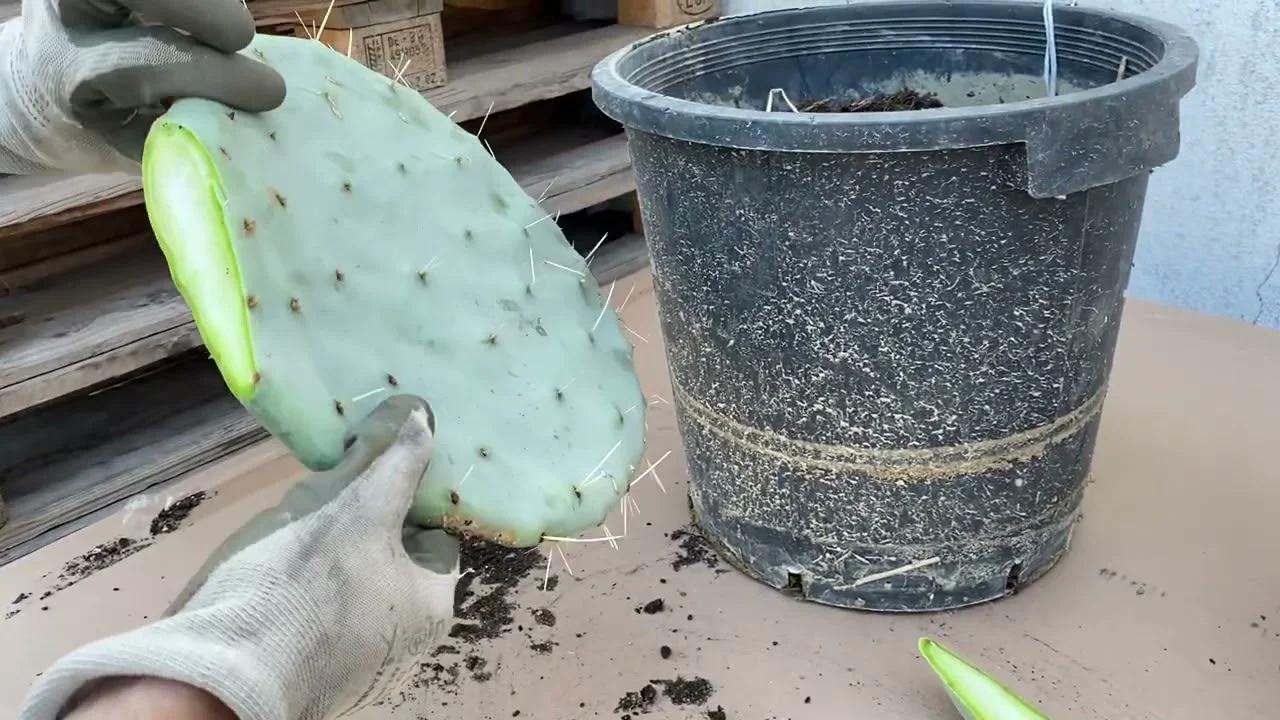 Come RIPRODURRE per talea il fico d’india | consigli sulla ...