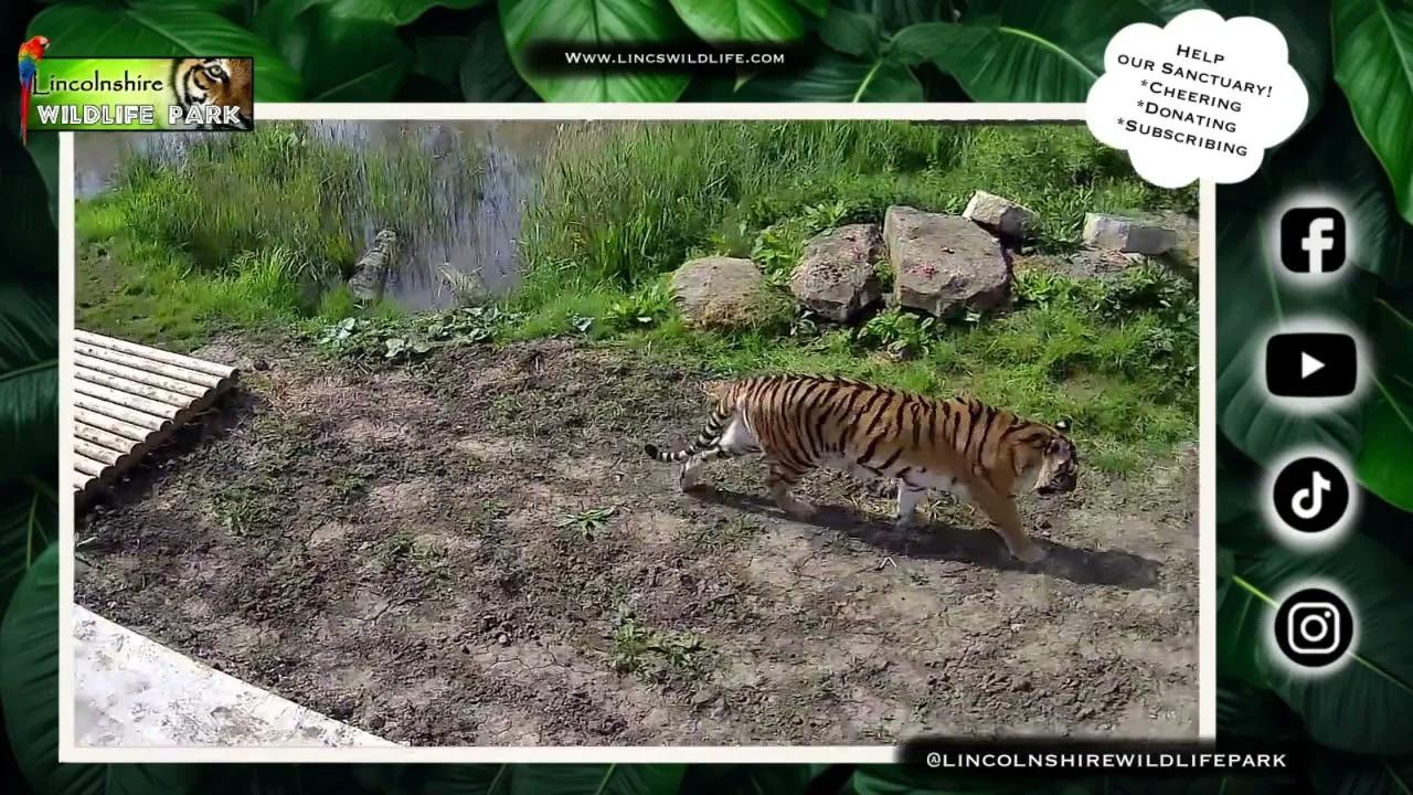 10:10 TIGER TIME | BENGAL TIGER LIVE STREAM | Lincolnshire Wildlife ...